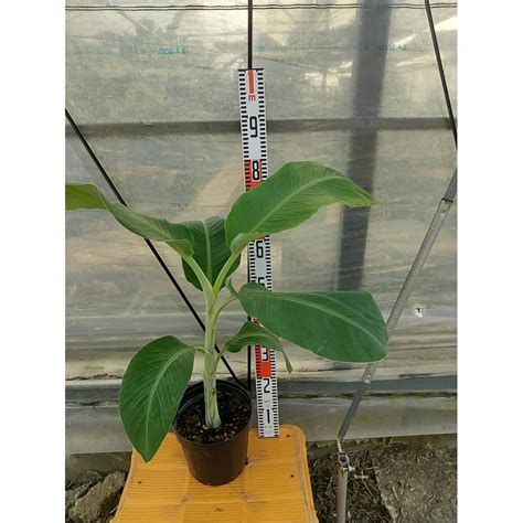 バナナ苗 ドワーフナムワバナナ （d・ナムワ） Banana Dna ちたフルーツビレッジ 通販 Yahooショッピング