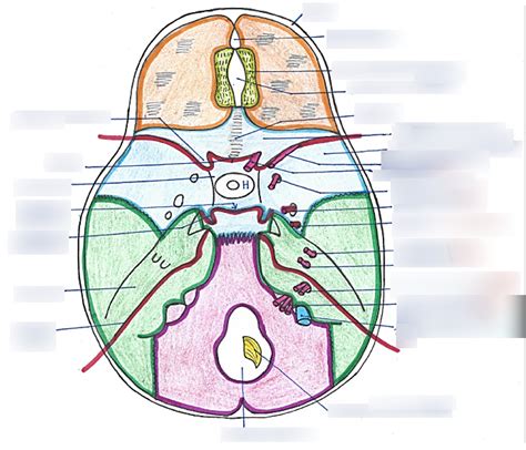 La Base Du Crâne Diagram Quizlet