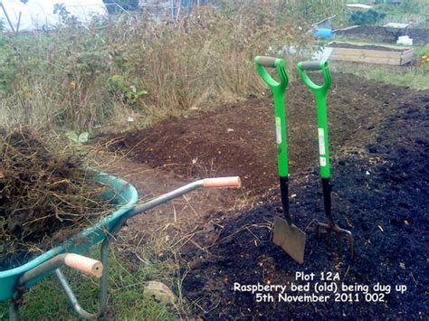 Plot 12a The Overgrown Raspberry Bed S Demise Grows On You