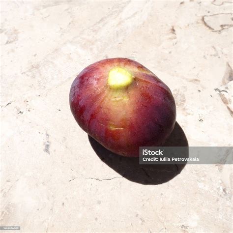 무화과 또는 무화과 나무 또는 일반적인 무화과 나무 또는 Ficus Carica는 뽕나무 가족의 Ficus 속의 아열대 낙엽
