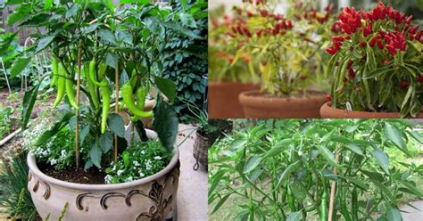 Growing Hot Peppers In Containers How To Grow Chili Peppers In Pots