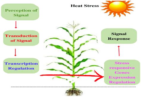 Plant Response To Heat Stress Starting From Perception Of The Signal