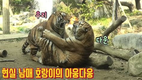 [에버랜드 호랑이] 보기만 해도 너무 귀여운 토실토실한 귀여운 1살 호랑이 다운이와 우리의 투닥투닥🤣 S Korea Everland Tiger Youtube