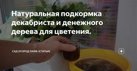 Натуральная подкормка декабриста и денежного дерева для цветения. | Сад ...
