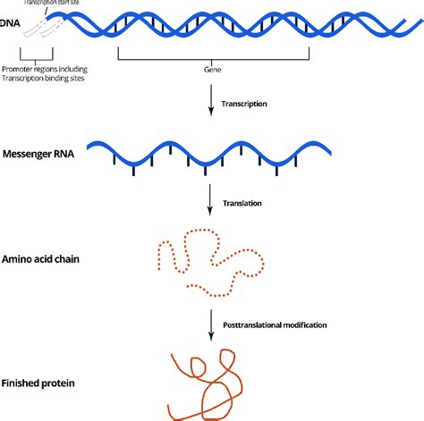 Figure 11 From Mcat Motif Combining And Association Tool Semantic