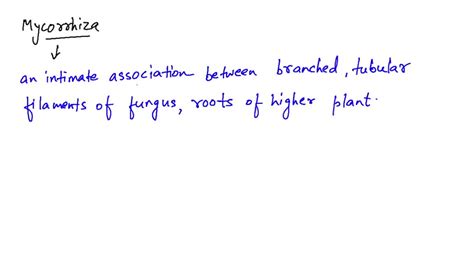 Solved What Are Mycorrhizae How Do Endomycorrhizae And Ectomycorrhizae Differ