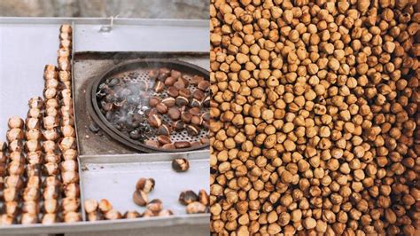 Chestnuts Vs Hazelnuts How Are They Different Holy Peas
