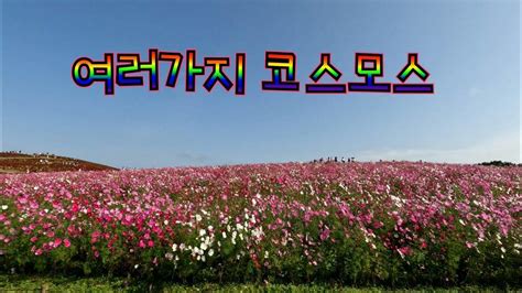 가쓰타 해변 공원 코스모스 꽃말은 소녀의 순결 입니다 여러가지 색깔이 있습니다 Youtube