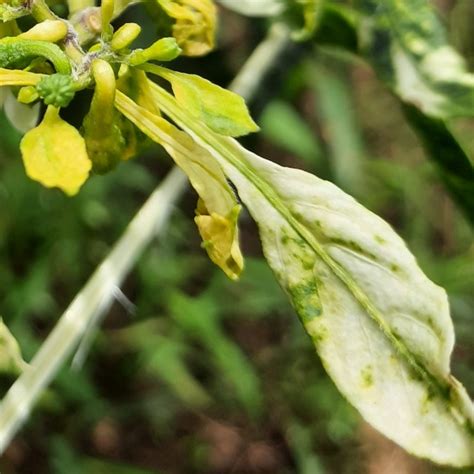 Chili Disease Detection Object Detection Dataset By TugasAkhir