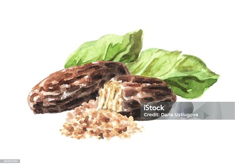 잎과 향기로운 향기 통카 콩 흰색 배경에 격리 된 수채화 손으로 그린 일러스트레이션 Tonka Bean에 대한 스톡 벡터 아트