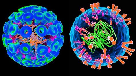 Genital Herpes Causes Hsv 1 And Hsv 2