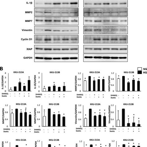 Schematic Summary Of High Glucose Activated Nf κb Pathway Download