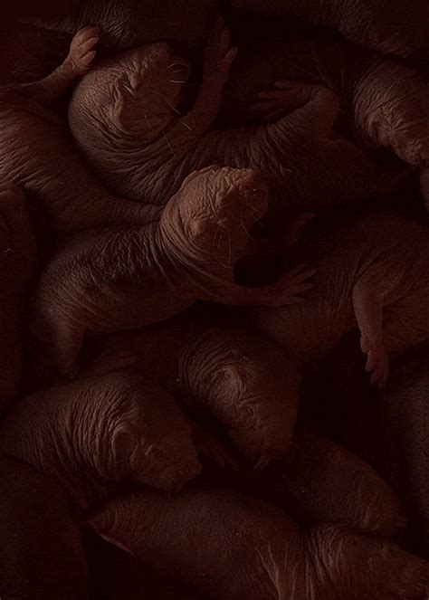 Cuddle Puddle  On Imgur
