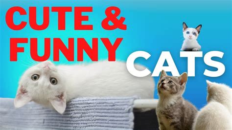 Cute Cats And Kittens Meowing Funny Kitten Video Compilation Youtube