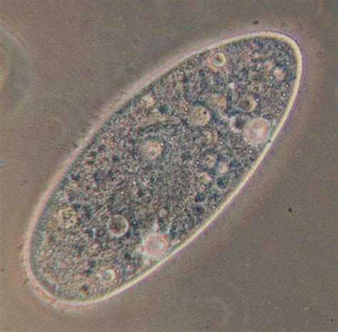 Protozoa Ciliates Again Paramecium Caudatum Image Only
