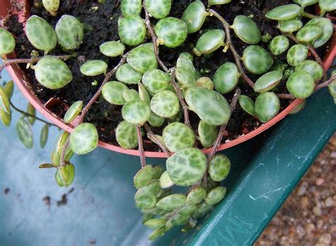 How To Grow And Care For String Of Turtles