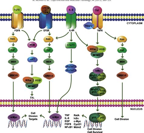 Figure 3 From Cytomegalovirus Induced Salivary Gland Pathology Areg