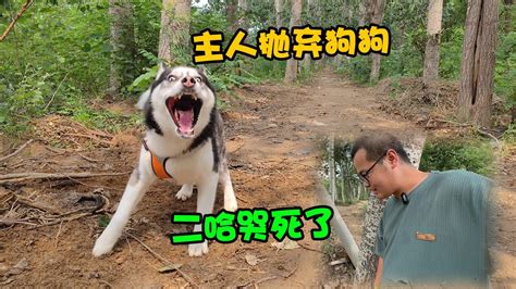 主人把狗狗丟棄在野外，看著主人漸行漸遠，狗狗急得哇哇大哭【马桶的逗比狗生】 Youtube