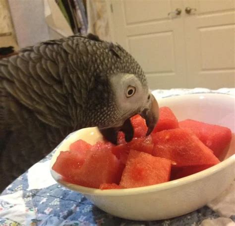 Can African Grey Parrot Eat Watermelon Seeds Rind And More