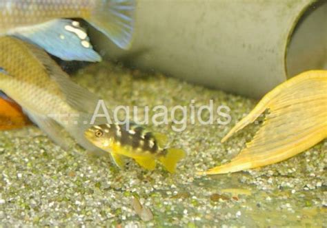 Pseudotropheus Crabro