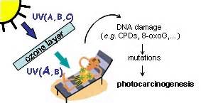 Unravelling UVA Induced Mutagenesis PPS Blog