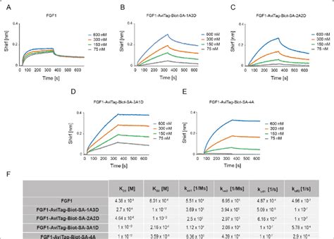 Kinetic Parameters Of Fgf1 Sa Oligomers Interaction With Fgfr1