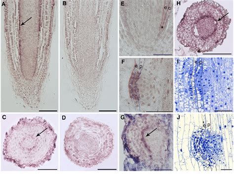 In Situ Localization Of Csscr Transcripts And Anatomy Of Lateral Roots