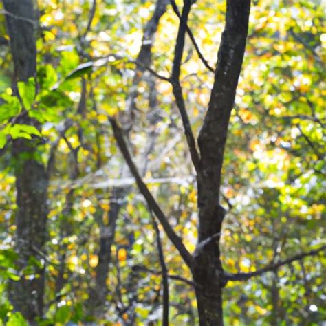 Orb Spider Masters Of Precision And Elegance