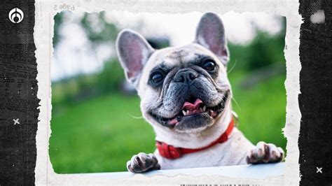 Qué tan buenas son las croquetas para perro Ganador Esto dice Profeco Radio Fórmula