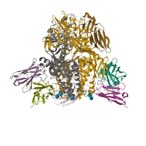 Rcsb Pdb 9cb1 Cryo Em Structure Of The Human Neutralizing Antibody 5 1 In Complex With