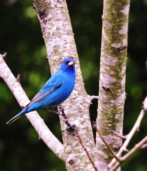 Top 30 Backyard Birds In Pennsylvania Free Picture Id Printable