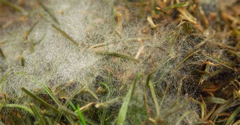 Turfgrass Disease Management Pythium Blight Davey Tree
