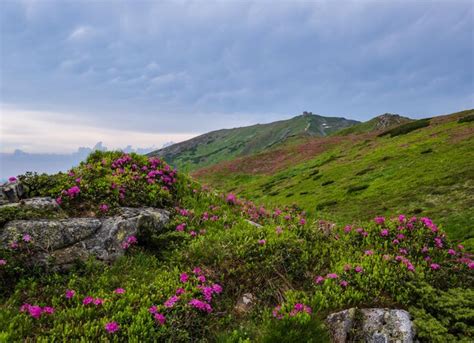 Flores de rododendro rosa rosa en la ladera de la montaña de verano