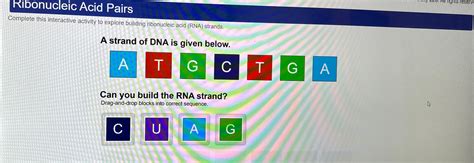 Solved Ribonucleic Acid PairsComplete This Interactive Chegg