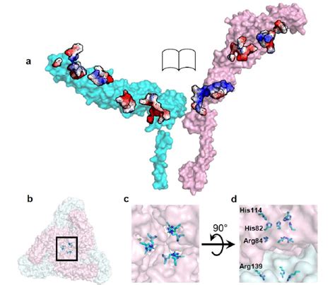 Electrostatic Interactions In Eeev E1 E2 A Complementary Charged