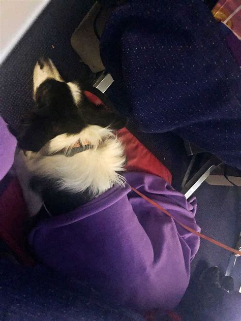 Viagem Ao México Voo Com Cão Na Cabine Do Avião Tugame