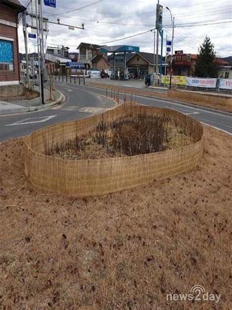 의성군 시가지 가로경관 월동준비수목관리 ‘만전