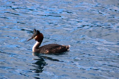 Pūteketeke named New Zealand’s ‘bird of the century’ after John Oliver ...