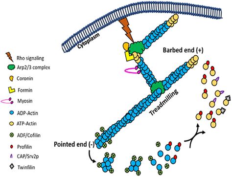 Frontiers Emerging Functions Of Actins And Actin Binding Proteins In Trypanosomatids