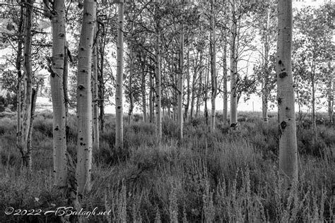 Aspen Grove Alexander Byron Balogh Ncarb
