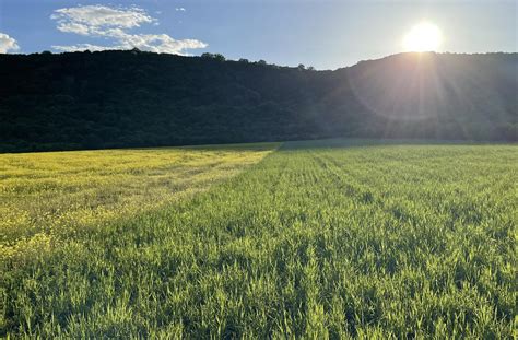 Bio Farm Pona ბიო მეურნეობა ფონა Lagodekhi