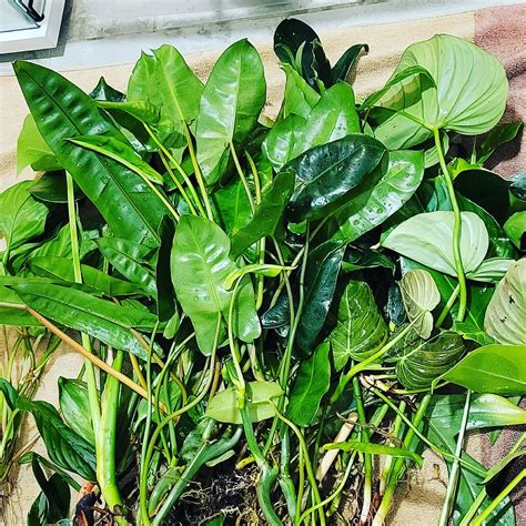 Philodendron Root Rot Causes Symptoms And Treatment