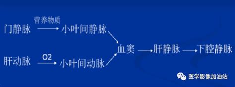 超详细的肝门静脉系统解剖 医学界 助力医生临床决策和职业成长