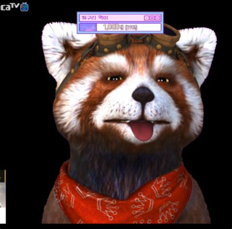 아프리카 너구리 3대장 숲soop 에펨코리아