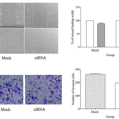 Immunohistochemical Analyses Of Mmp‐14 Expression In Esophageal Download Scientific Diagram