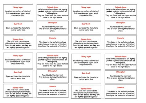 Plant Leaf Structure Teaching Resources