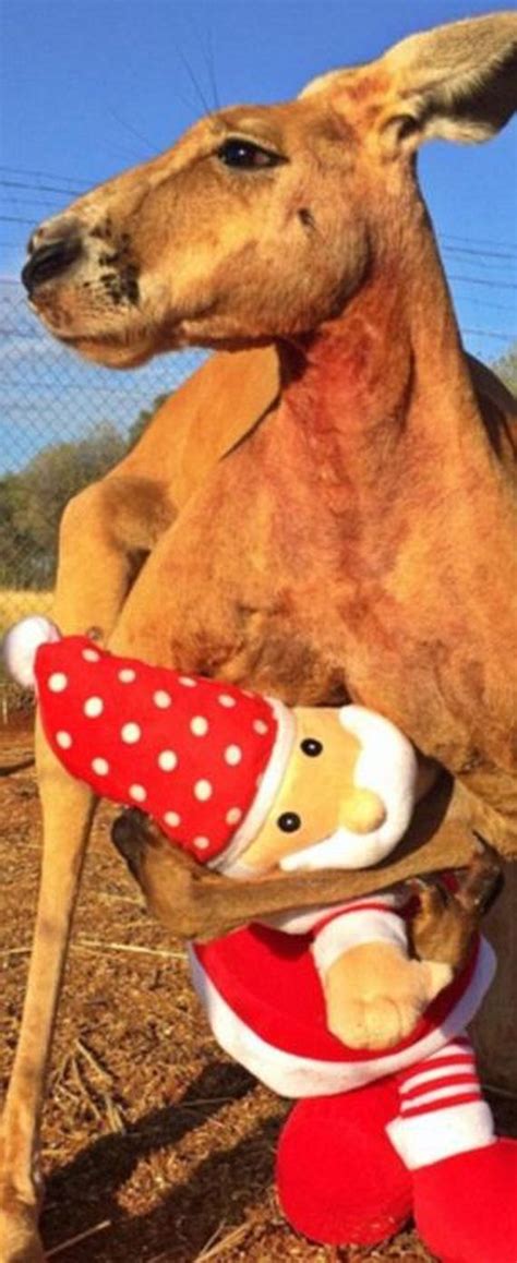 Meet Roger The Most Muscular Kangaroo On The Planet Barnorama
