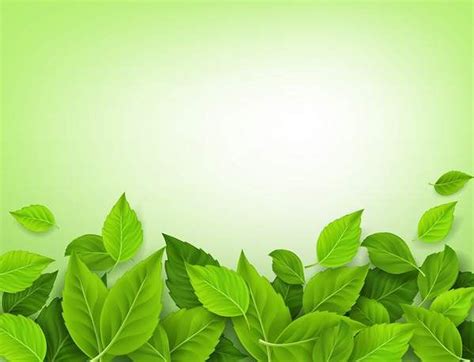 وکتور برگ سبز وکتور شبنم روی برگ ایران طرح