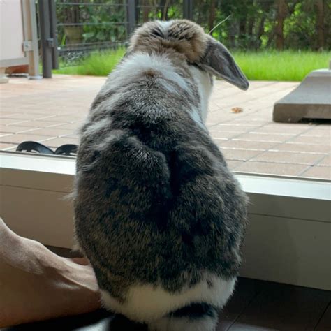久しぶり♡窓際のこむたん ぼく、こむたん