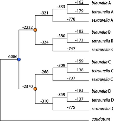 Gene Losses Following The Intermediate And Recent Wgds Along The
